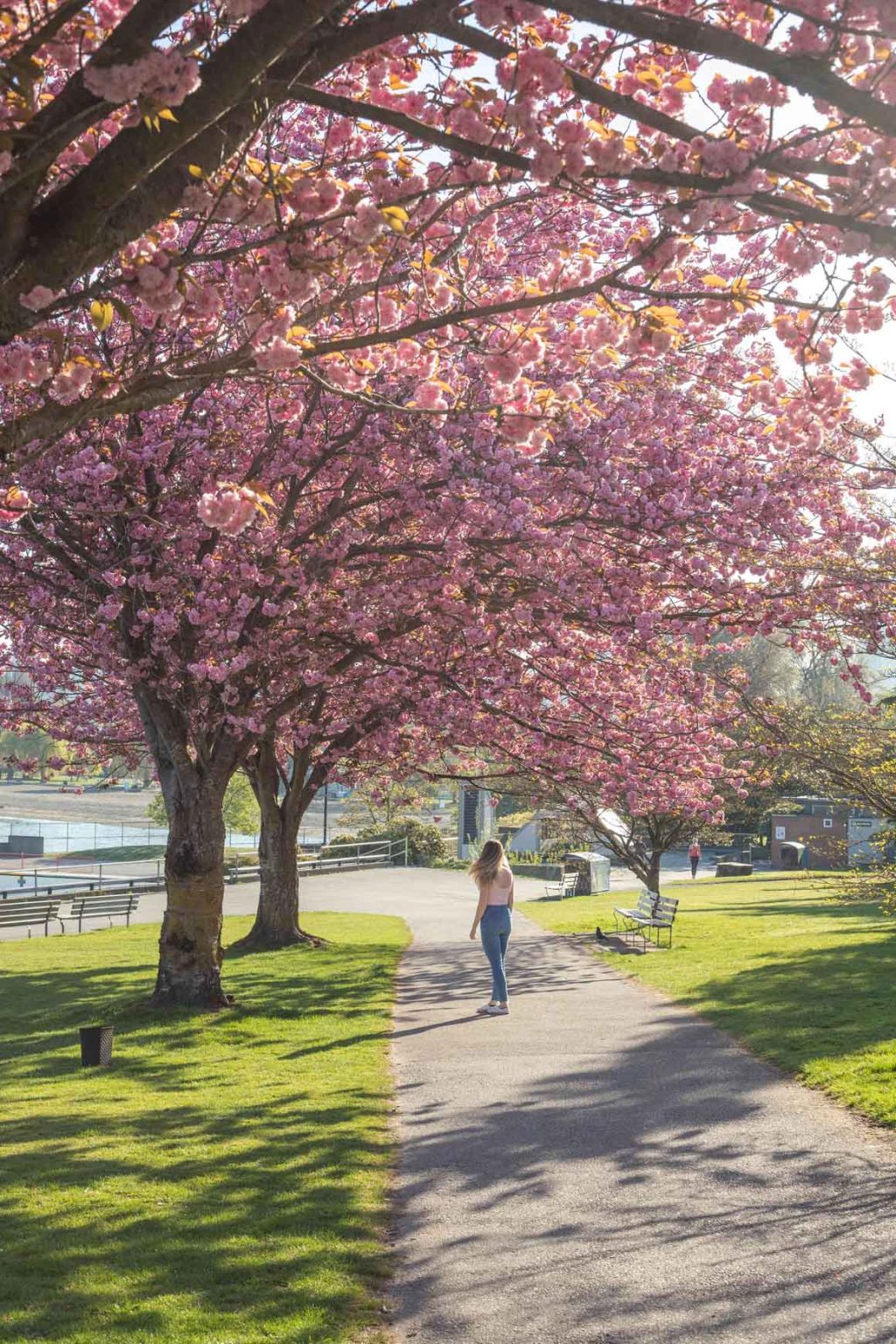 Top 10 places for Cherry Blossoms in Vancouver, Canada | Chrissy Preecy ...