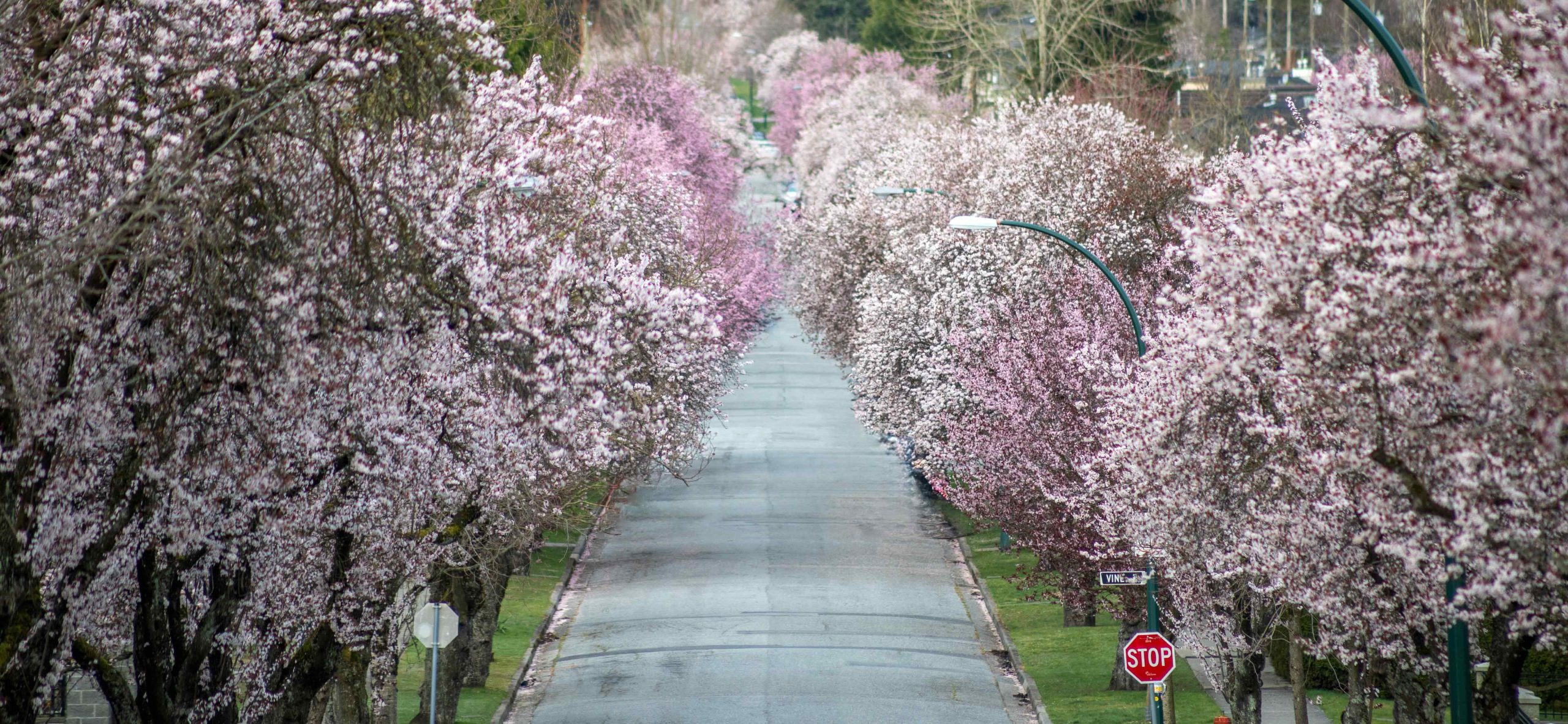 Top 10 places for Cherry Blossoms in Vancouver, Canada | Chrissy Preecy ...